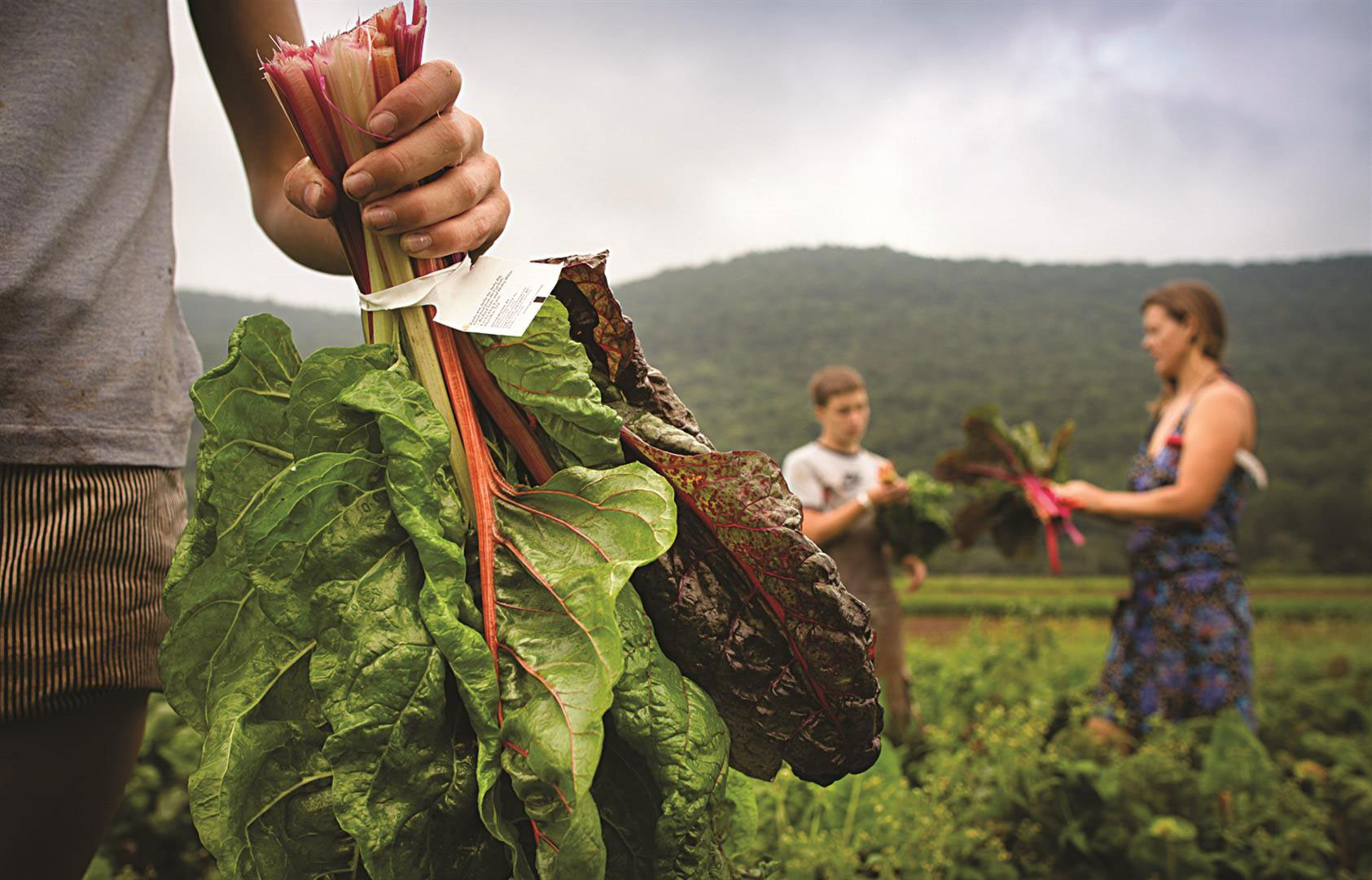Back to Basics: Understanding the Principles of Organic Farming - Zahra ...